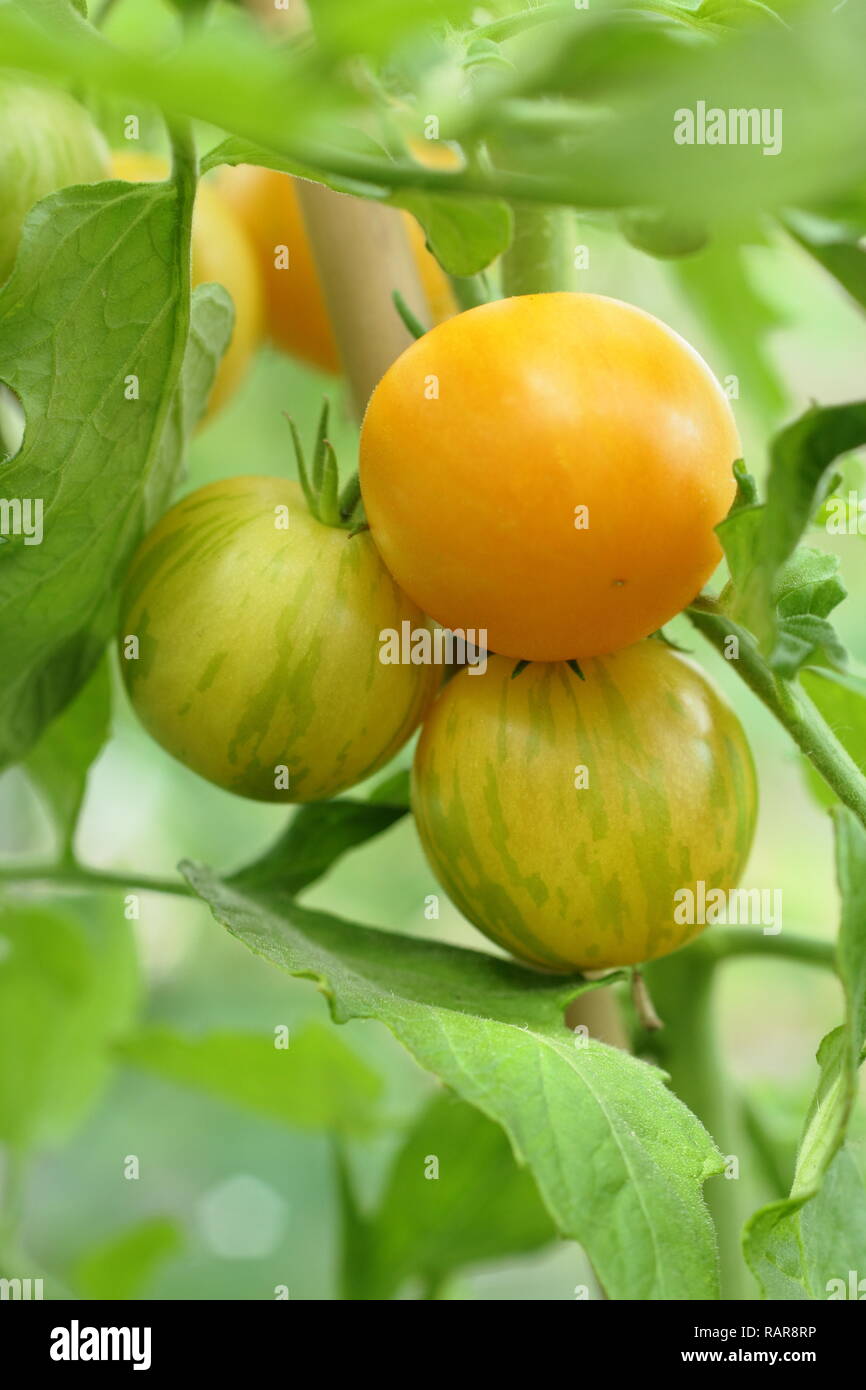 Striped tomatoes hi-res stock photography and images - Alamy