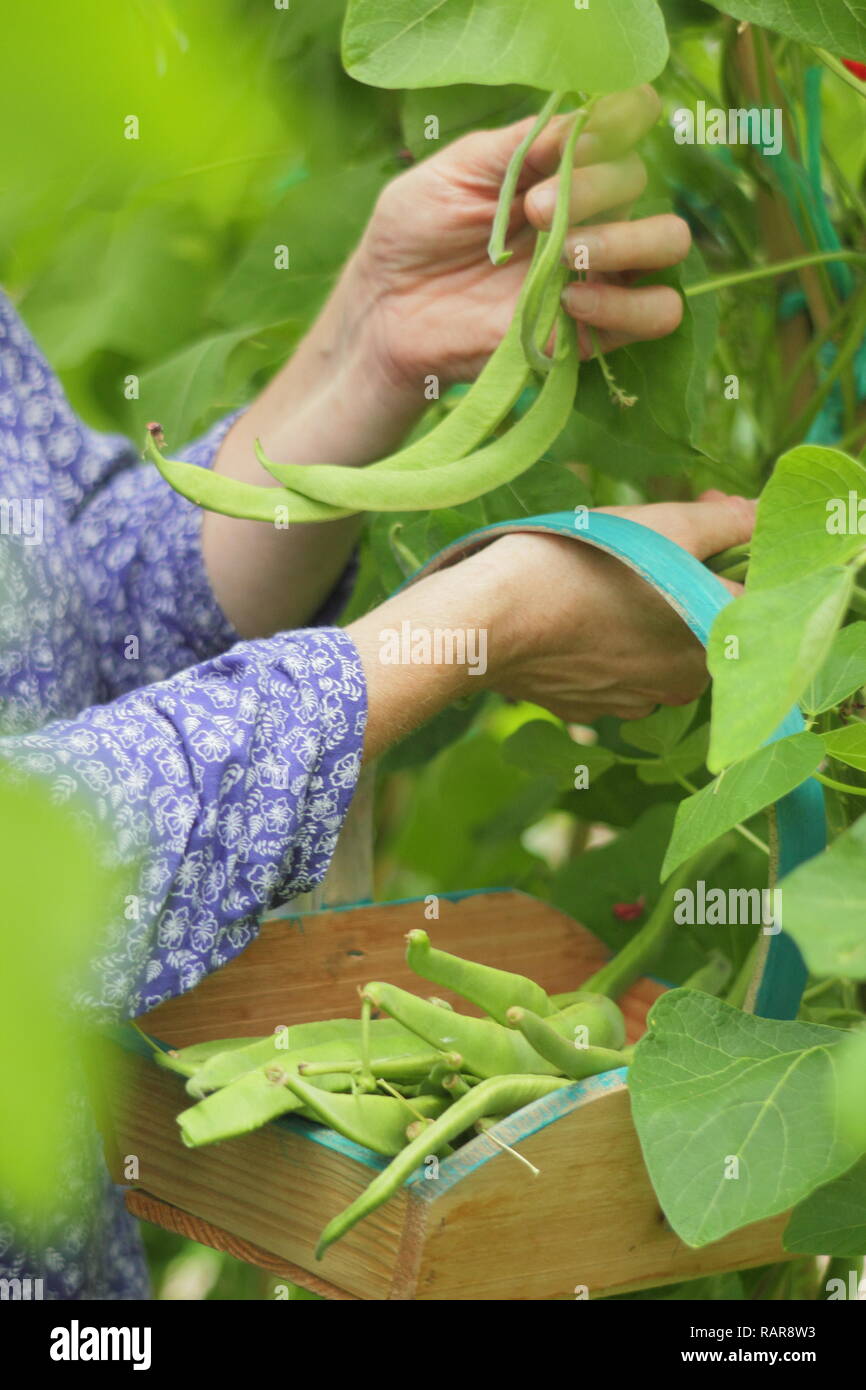 Scarlet runner beans hi-res stock photography and images - Alamy