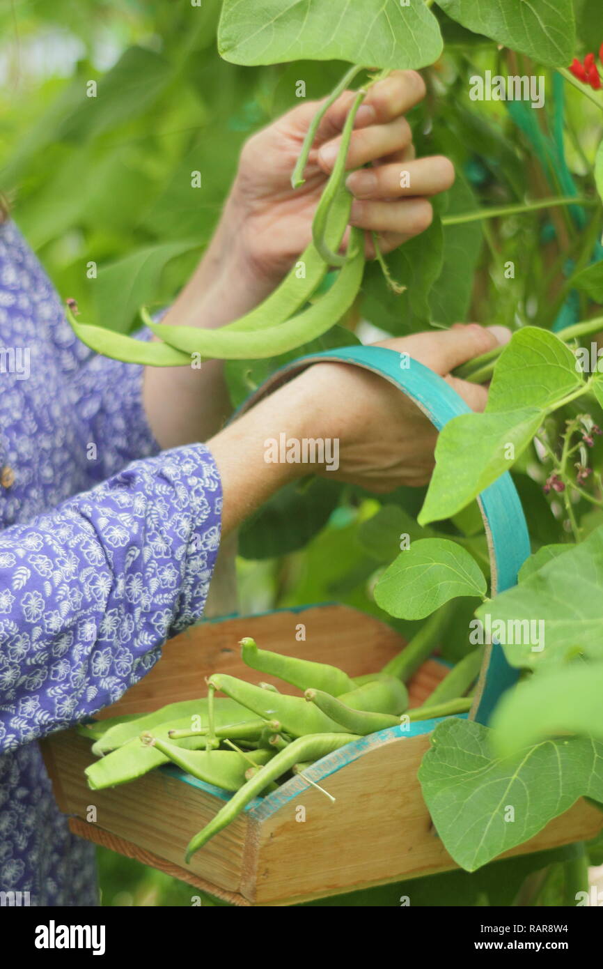 Scarlet runner beans hi-res stock photography and images - Alamy