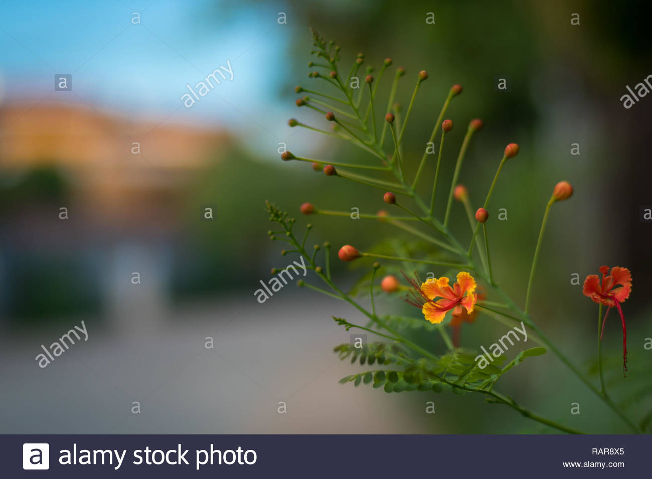 Barbados Flower Stock Photos & Barbados Flower Stock Images - Alamy