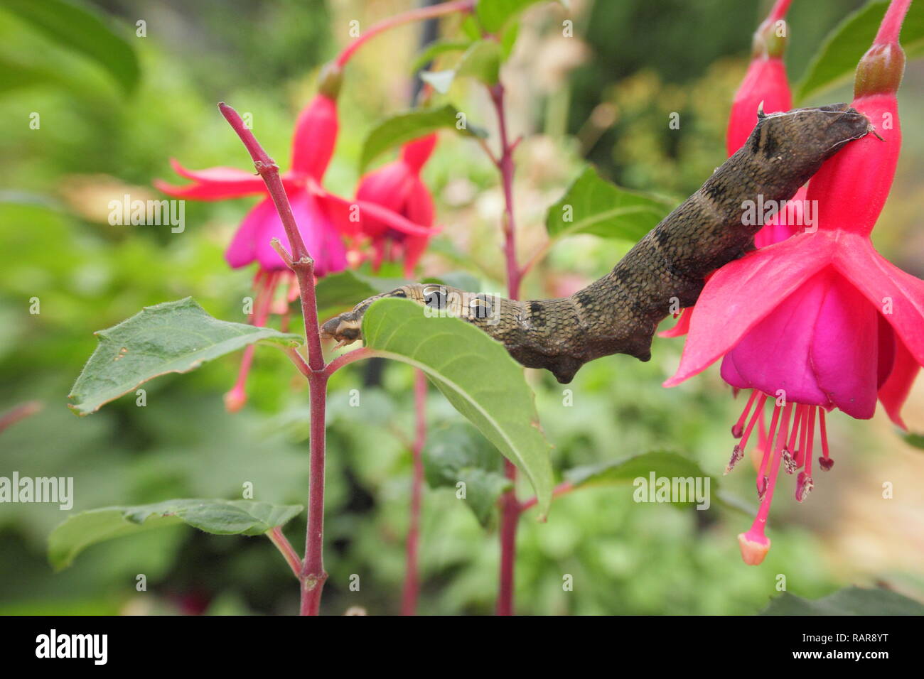 Deilephila elpenor. Elephant hawk moth larvae feeding on fuchsia plant ...
