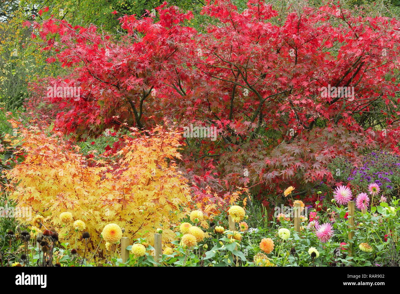 Acer palmatum flowers hi-res stock photography and images - Alamy