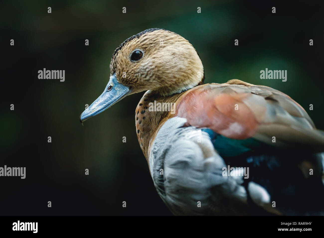 Small duck hi-res stock photography and images - Alamy