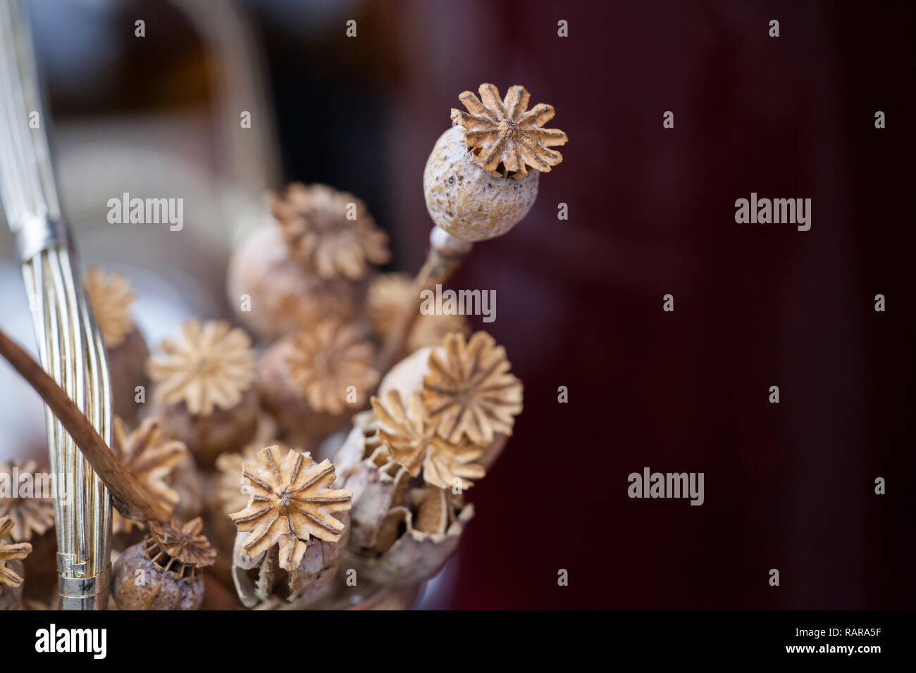 Dried poppy buds hi-res stock photography and images - Alamy