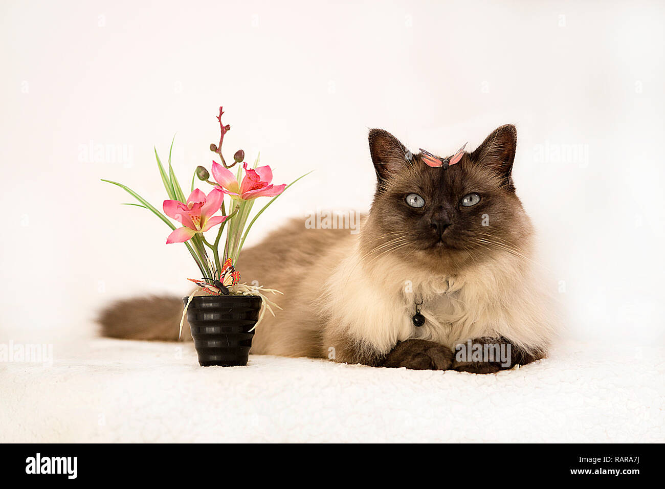 Cute playful blue-eyed Siamese cat with a butterfly on his forehead ...