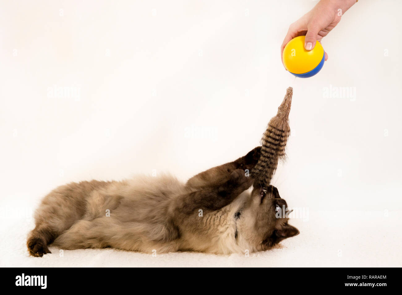 Cat swatting toy hi-res stock photography and images - Alamy
