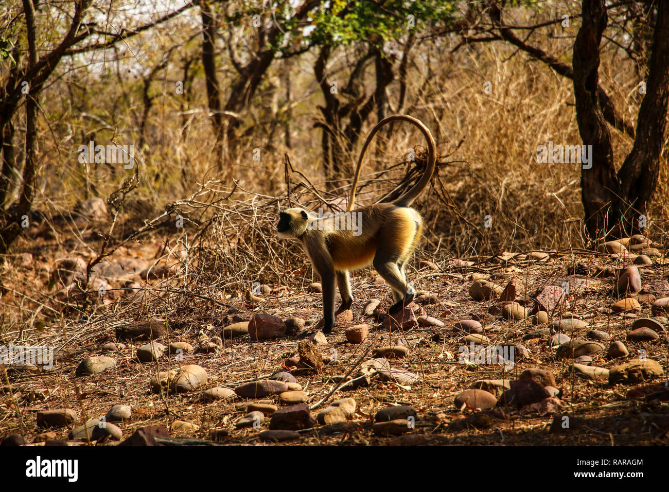 Langur (presbytis) of golden color in National Park near Khajuraho ...