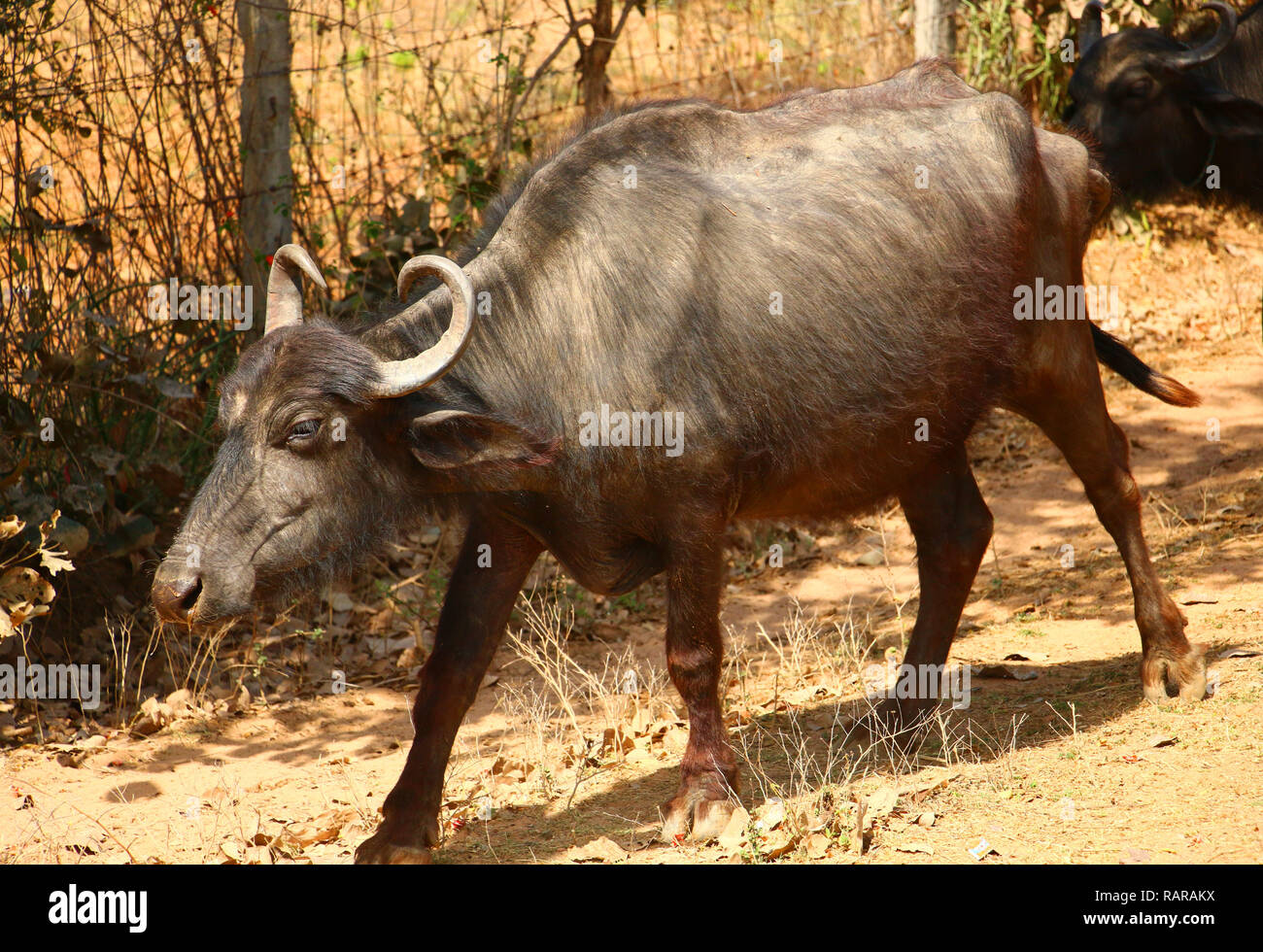 Indian bull slowly walking along the rural road Khajuraho, India Stock ...