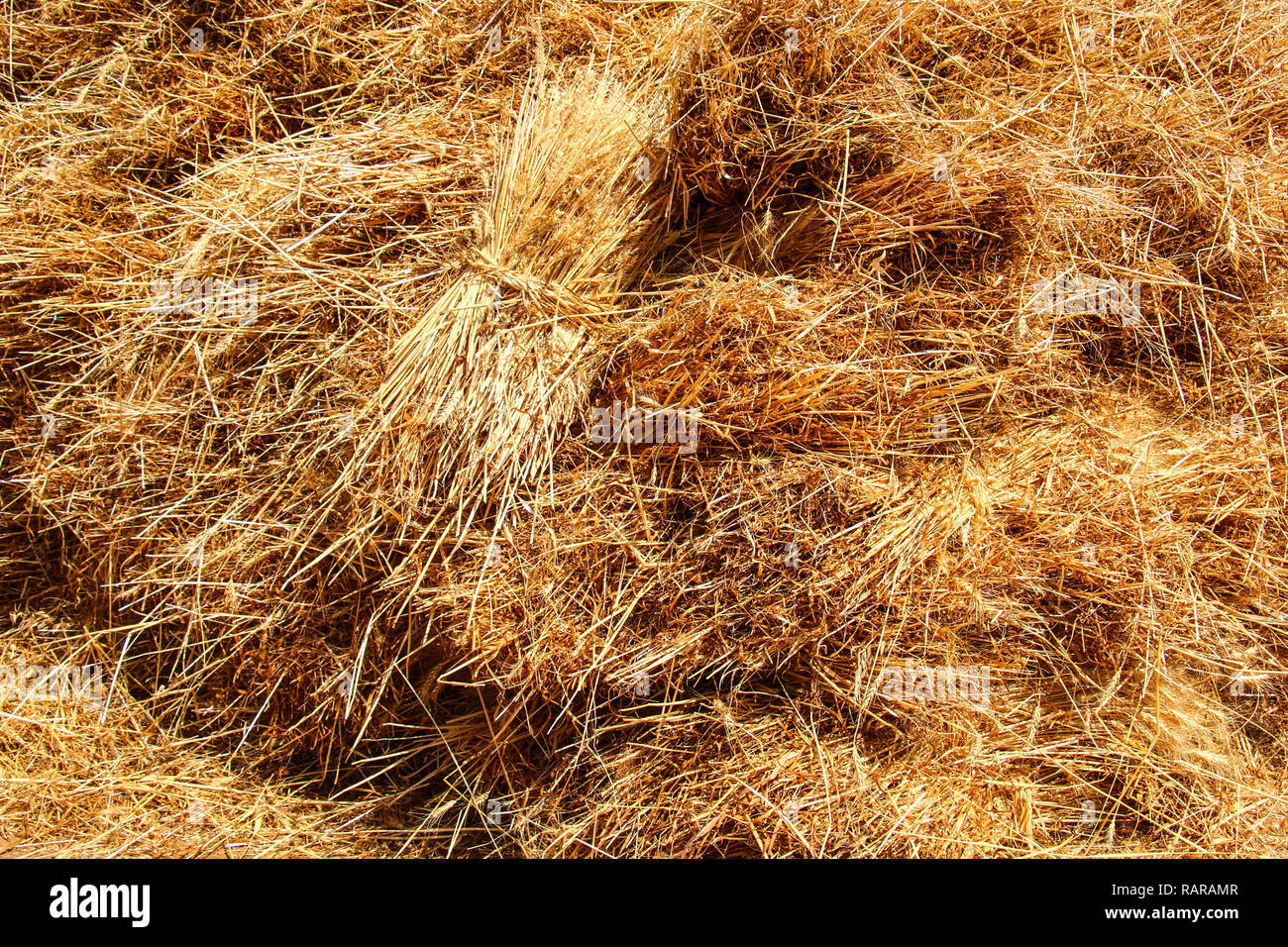 Golden hay background Stock Photo - Alamy