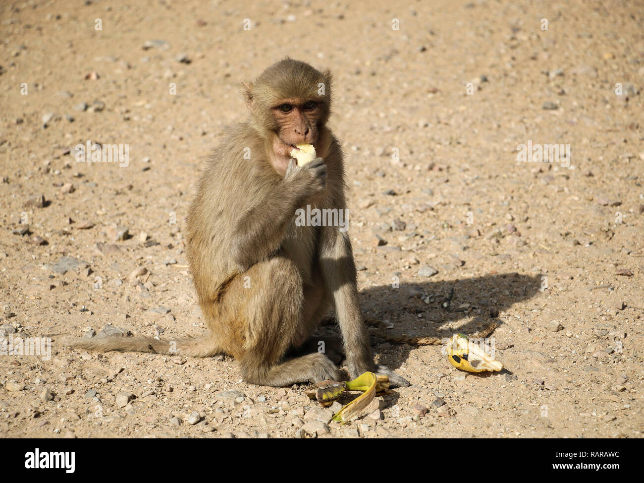 A monkey eats a banana sitting on the sand near the banana peel, Jaipur ...