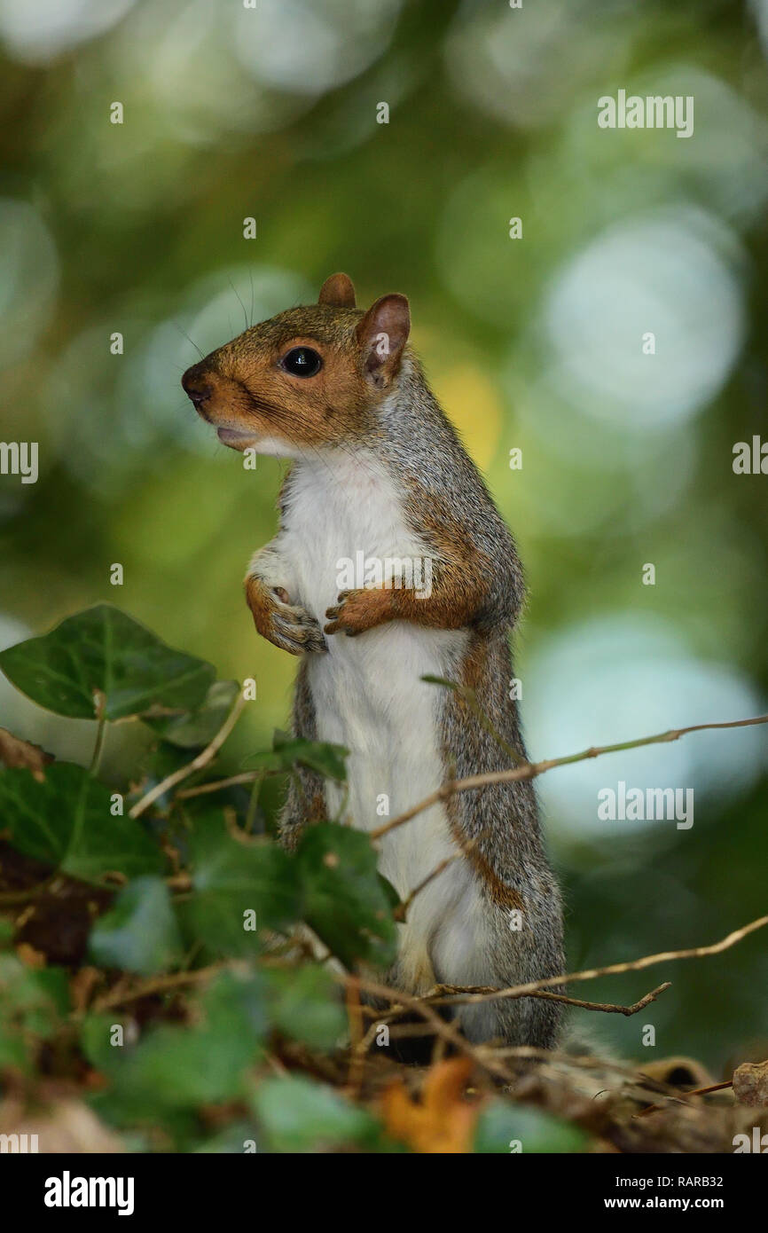 Grey squirrel standing up looking hi-res stock photography and images ...