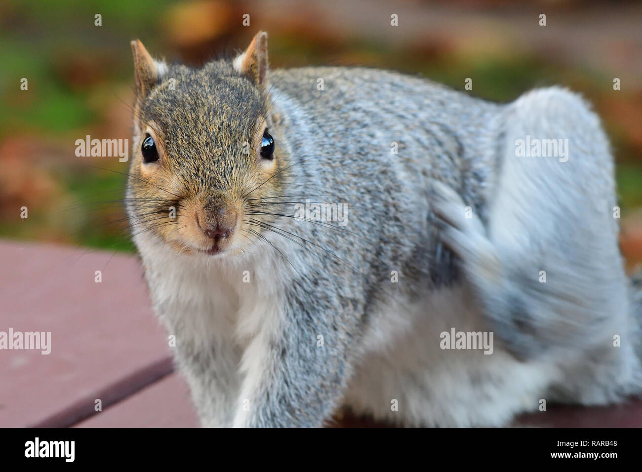 Squirrel scratching itself hi-res stock photography and images - Alamy
