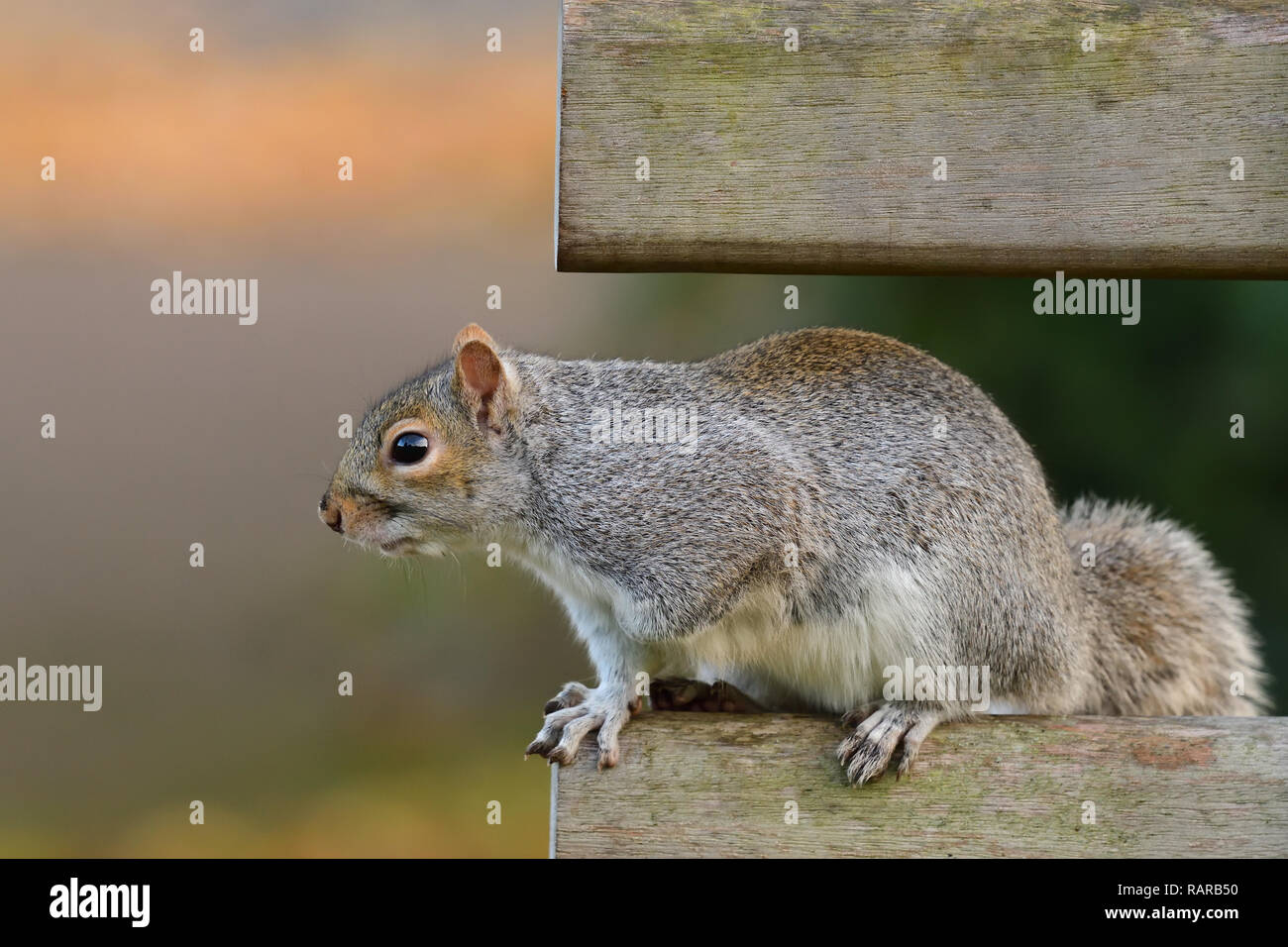 Portrait of a grey squirrel sitting on a park bench Stock Photo - Alamy