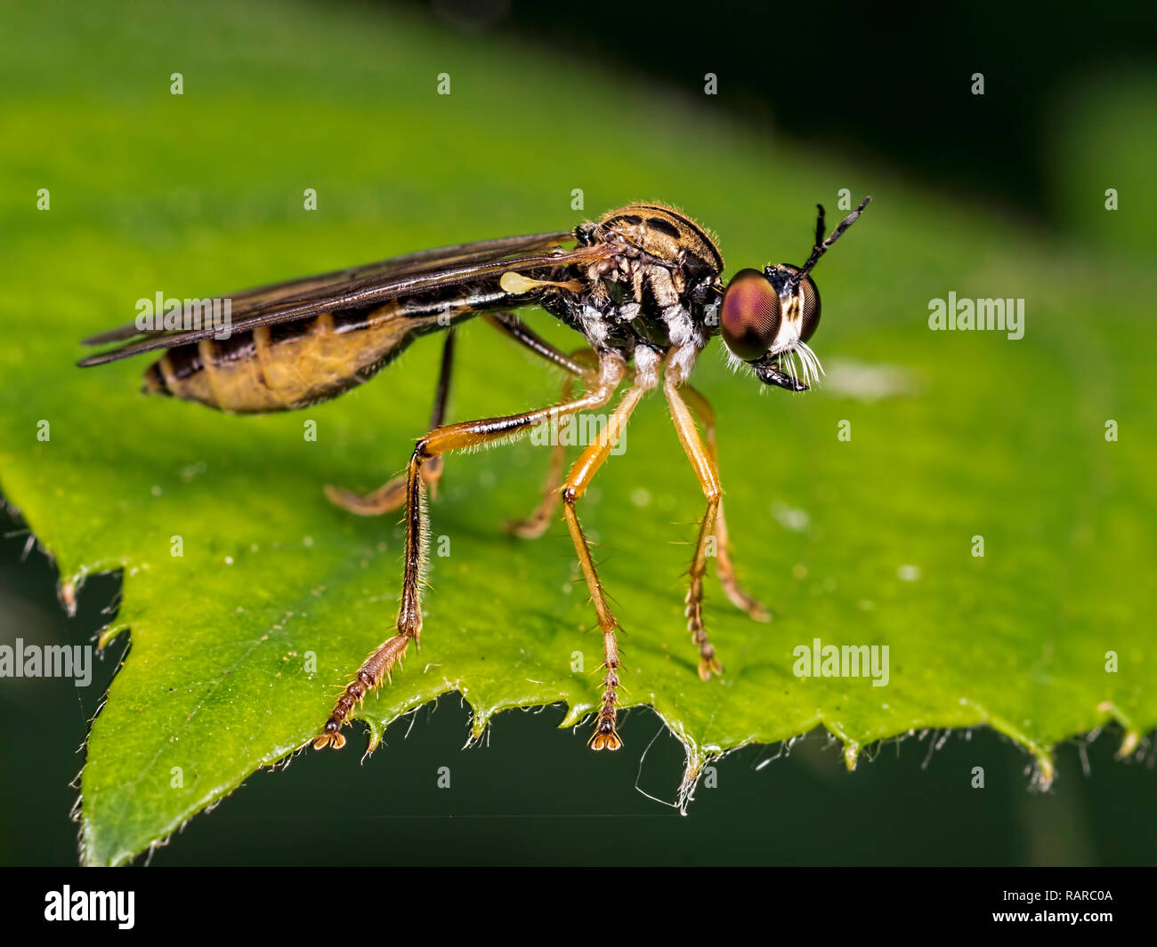 Robberfly head hi-res stock photography and images - Alamy