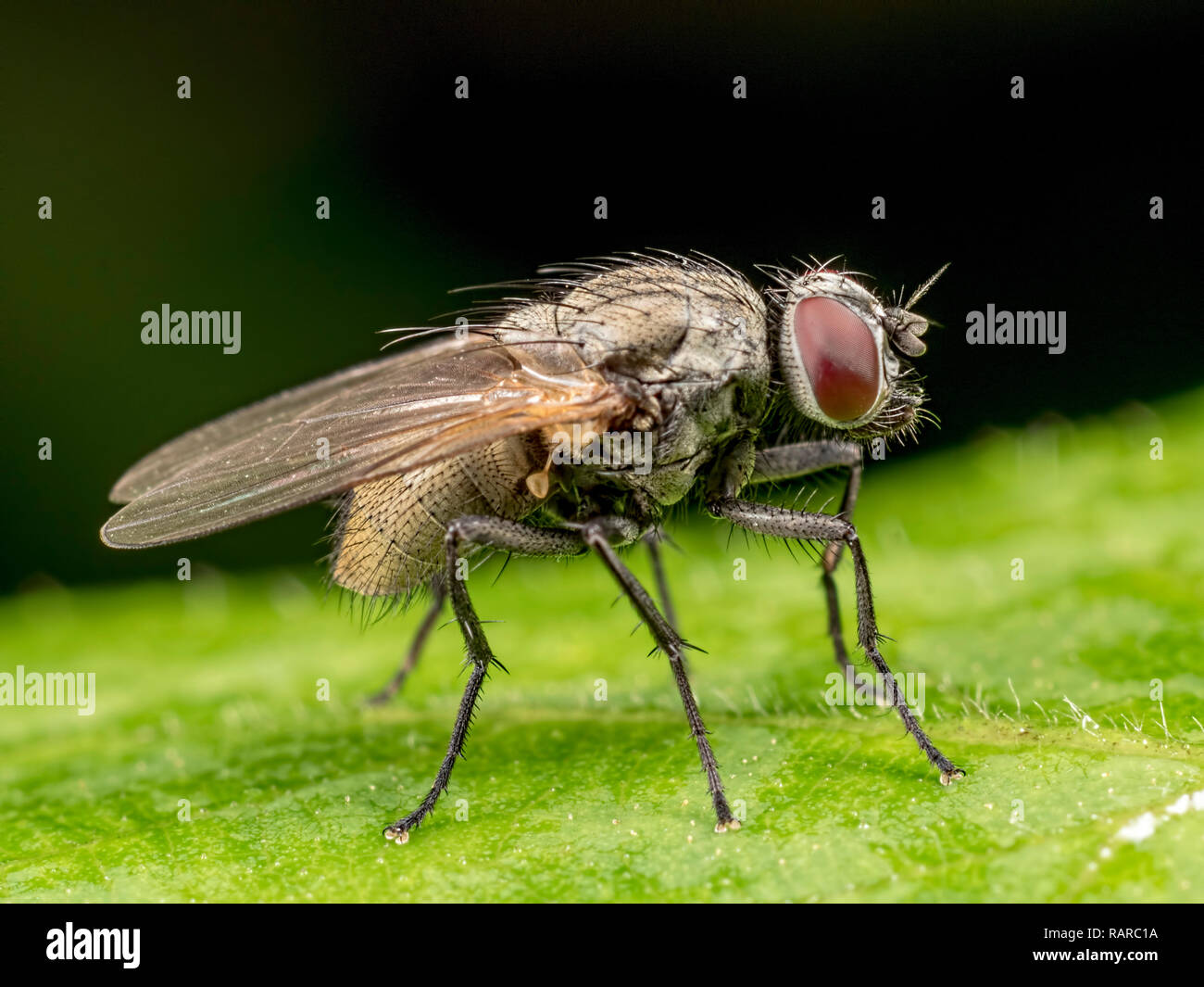 Mr Bristly, a Parasitic Fly (Tachinidae), taken at Blashford Lakes nature reserve in Hampshire ...