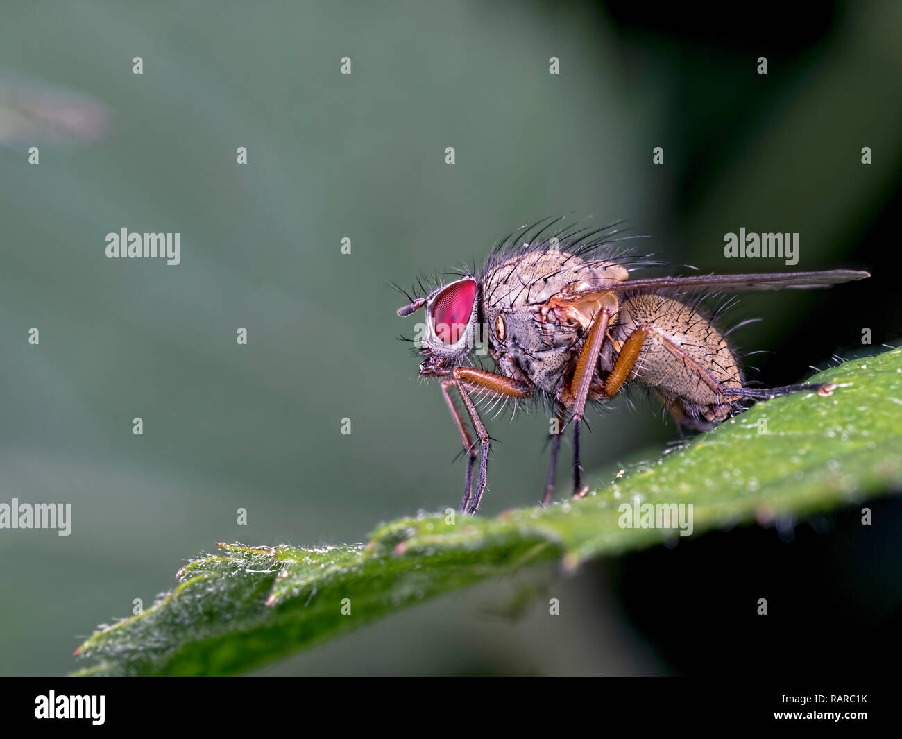 Bristles is a Fannia canicularis fly a member of the Lesser Housefly ...
