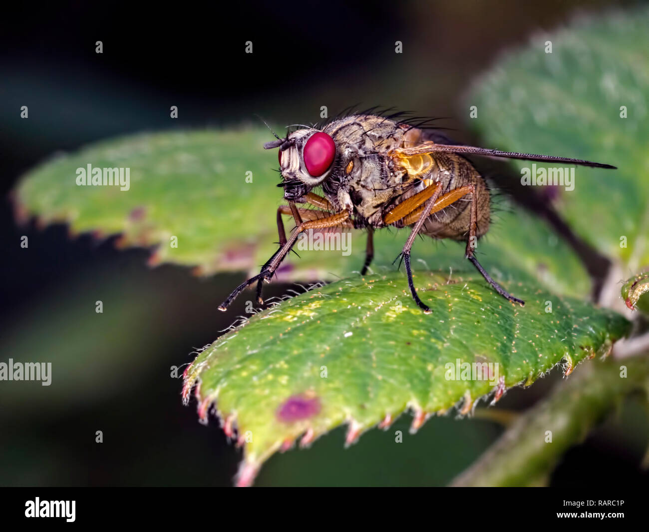 Cleaning up the countryside hi-res stock photography and images - Alamy