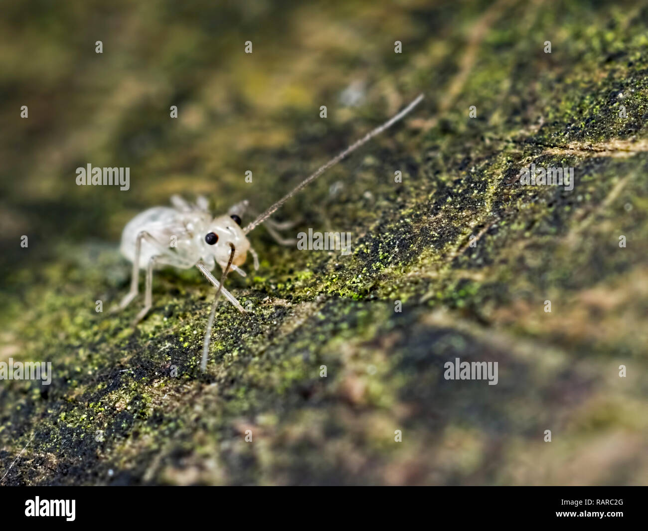 Fly on hand hi-res stock photography and images - Alamy