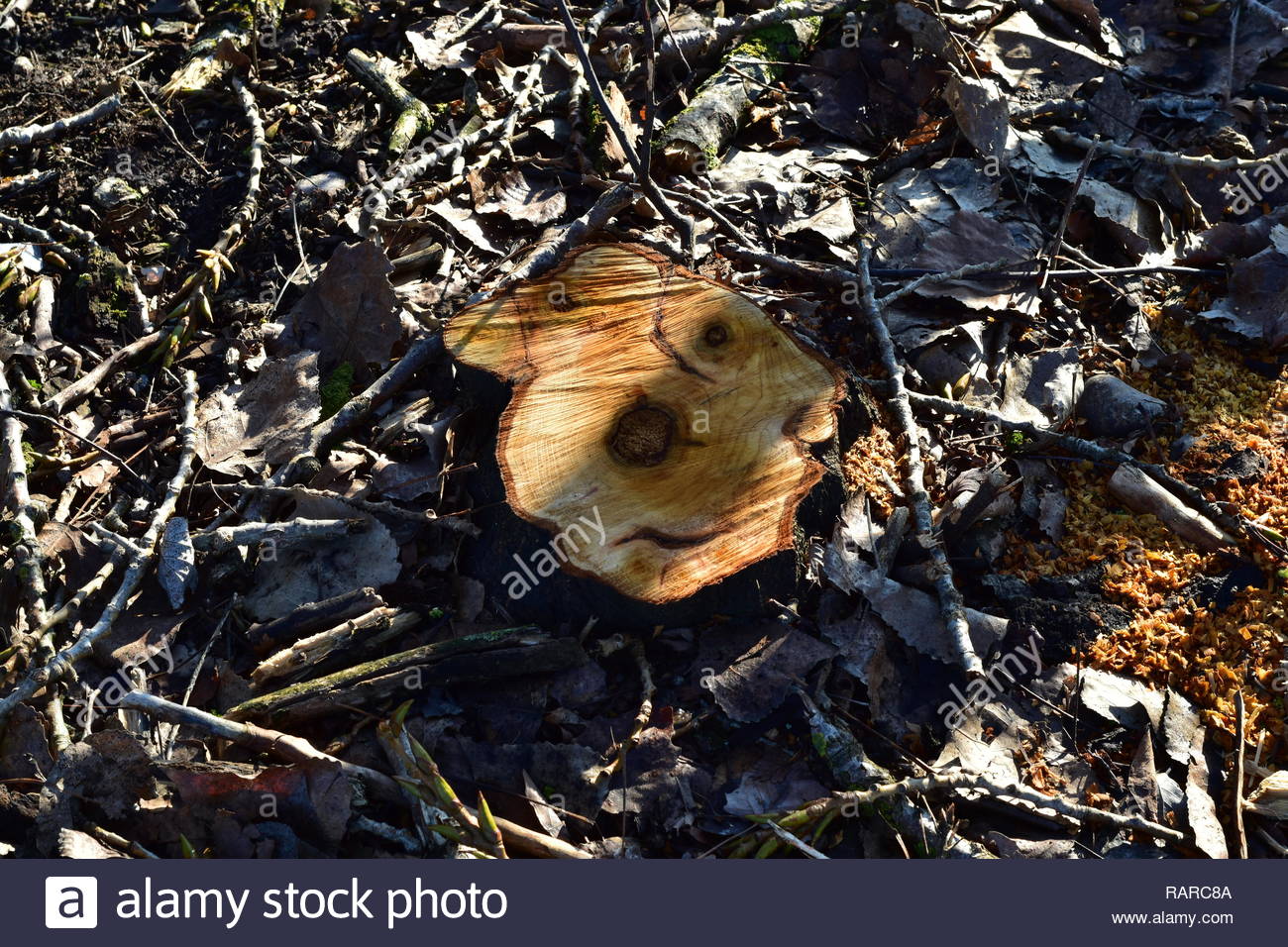 Hidden Face Tree Stock Photos & Hidden Face Tree Stock Images - Alamy