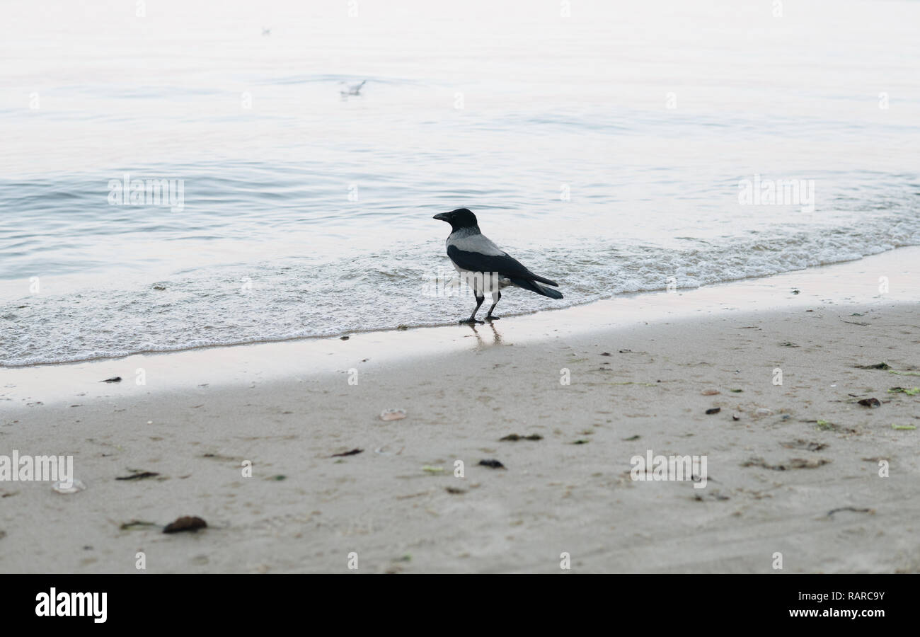Hooded crow on sand hi-res stock photography and images - Alamy