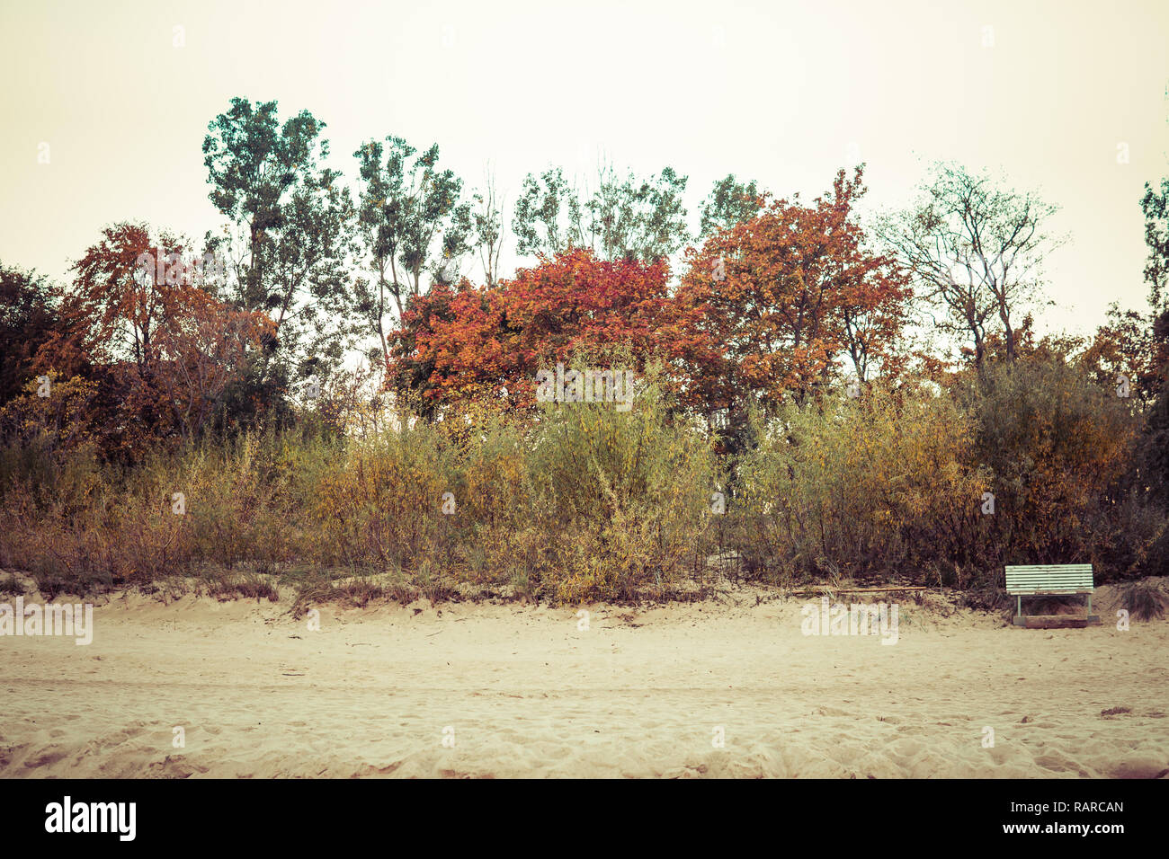 sandy beach with a bench and small trees with leaves in red and gold ...