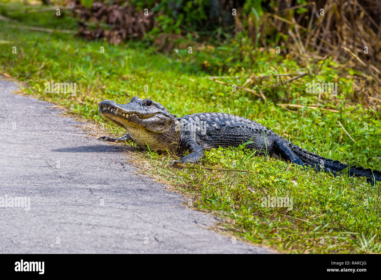 American Alligator about to cross from the side of the road. Anhinga ...