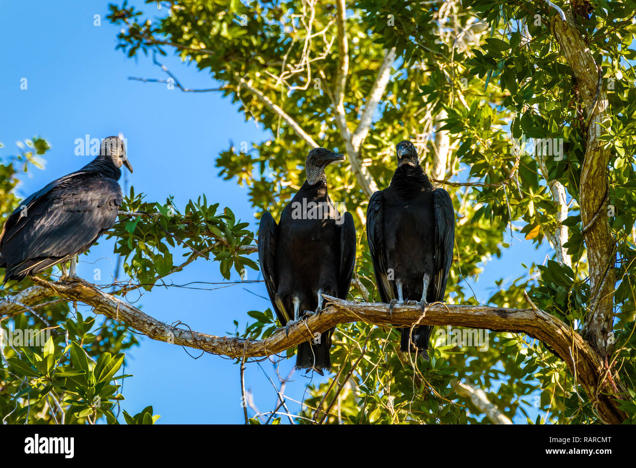 Raptor scavenger carrion everglades hi-res stock photography and images ...
