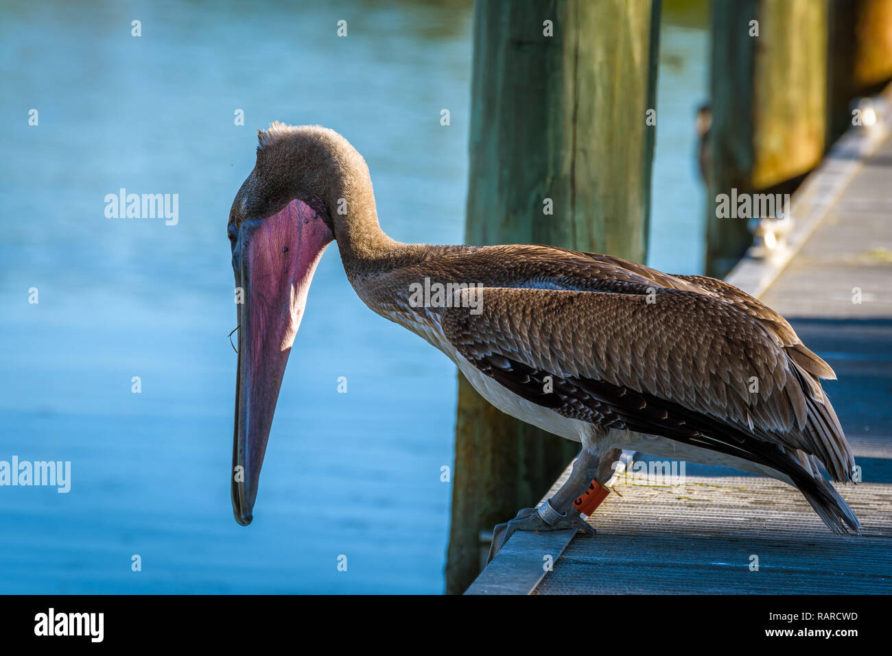 Close up portrait of an American Pelican on a dock in Flamingo Center ...