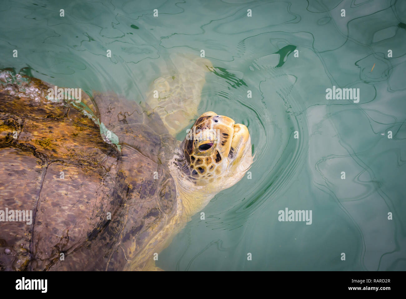 Kemp's ridley sea turtle hi-res stock photography and images - Alamy