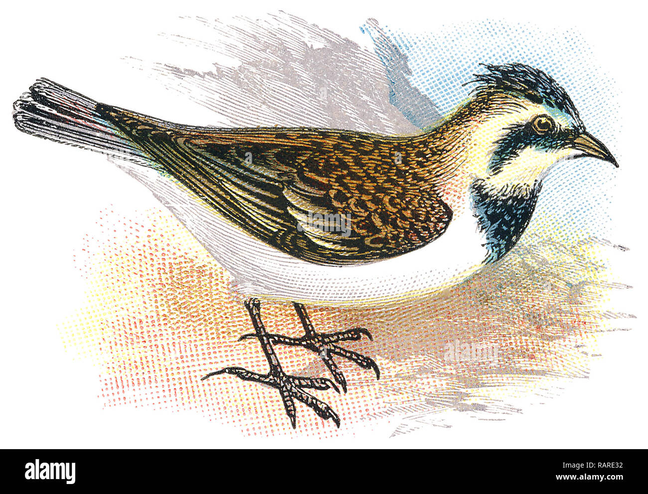 1898 colour engraving of a shore lark or horned lark (Eremophila ...