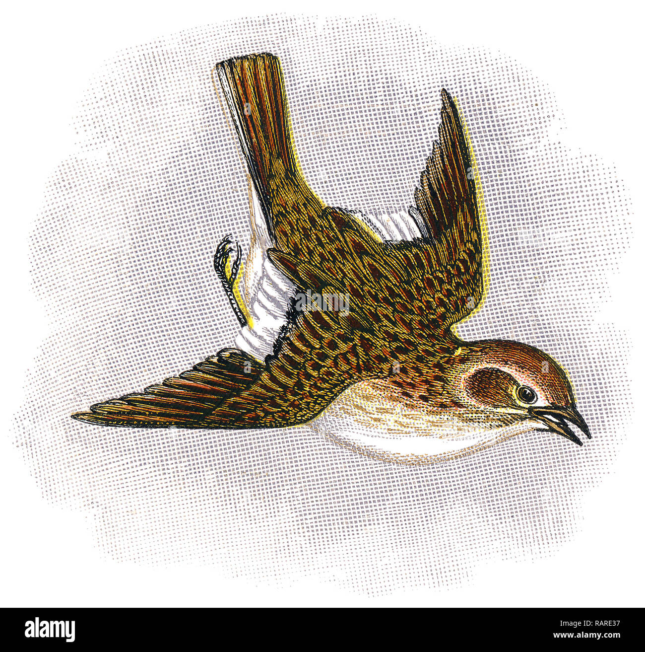 1898 colour engraving of a white-winged lark (Alauda leucoptera Stock ...