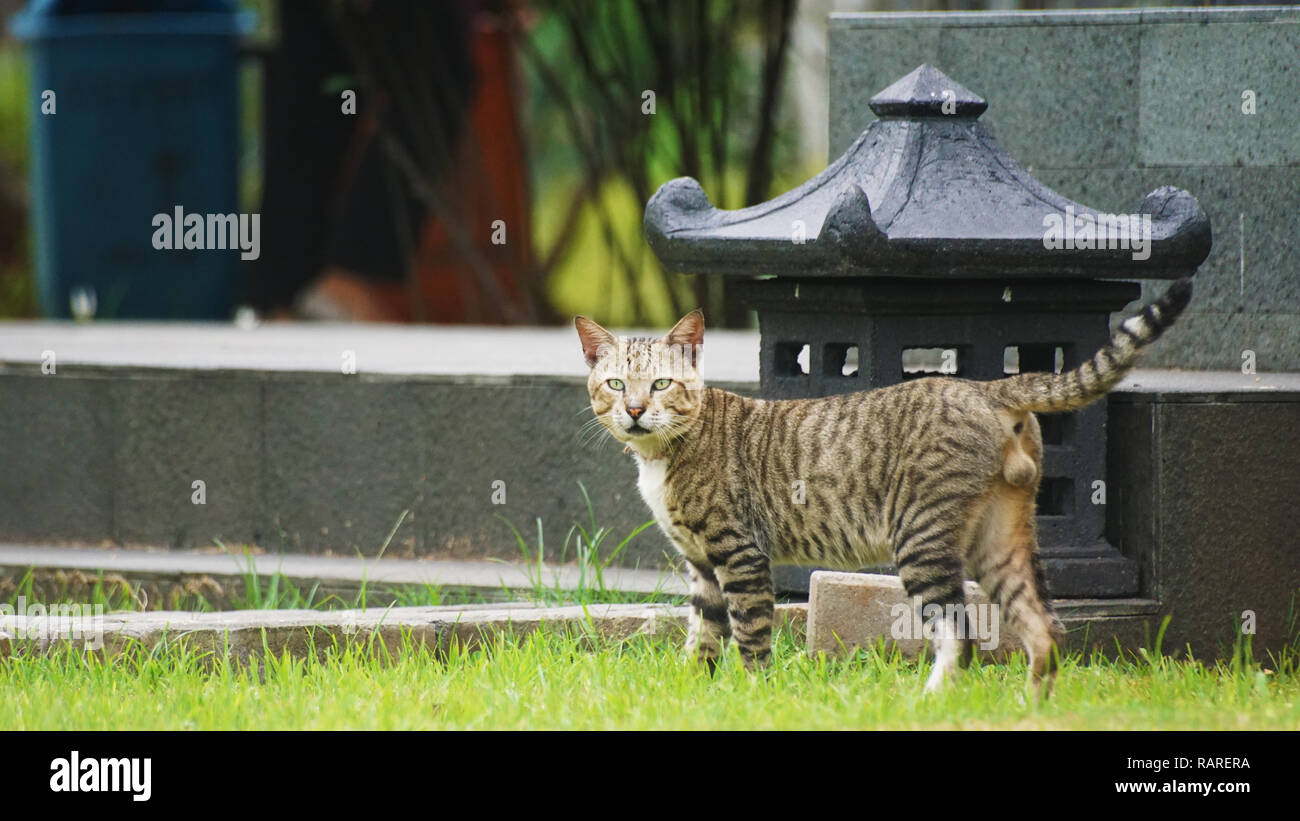 Big grey stripped Tomcat Stock Photo - Alamy