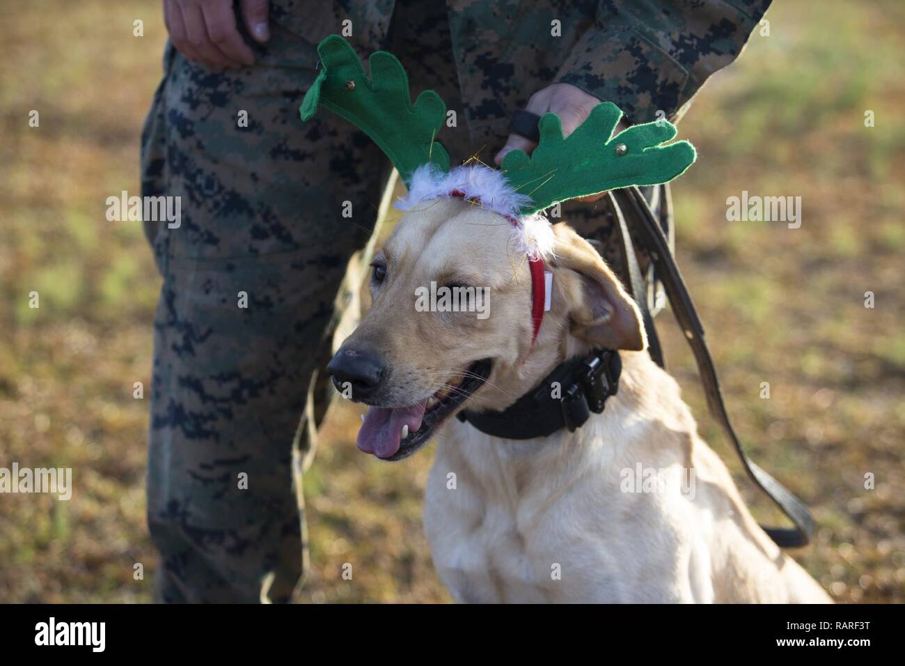 U.S. Marine Cpl. Bruce Russell, a dog handler assigned to 2nd Law ...