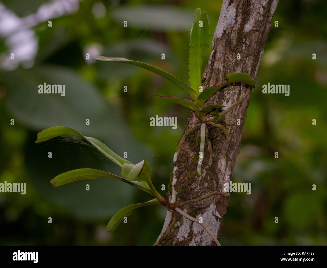 parasite plant grow on a tree in the garden Stock Photo - Alamy
