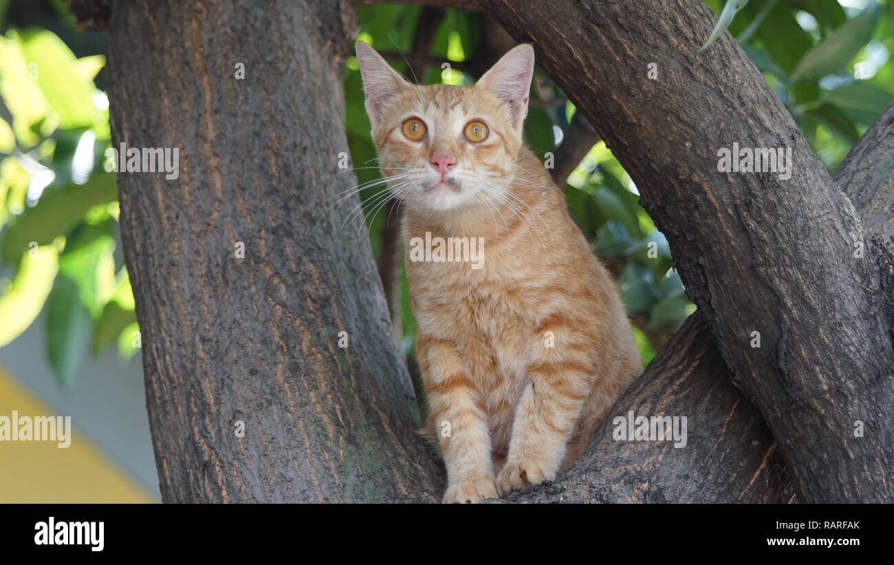 Cute orange cat on a tree Stock Photo - Alamy