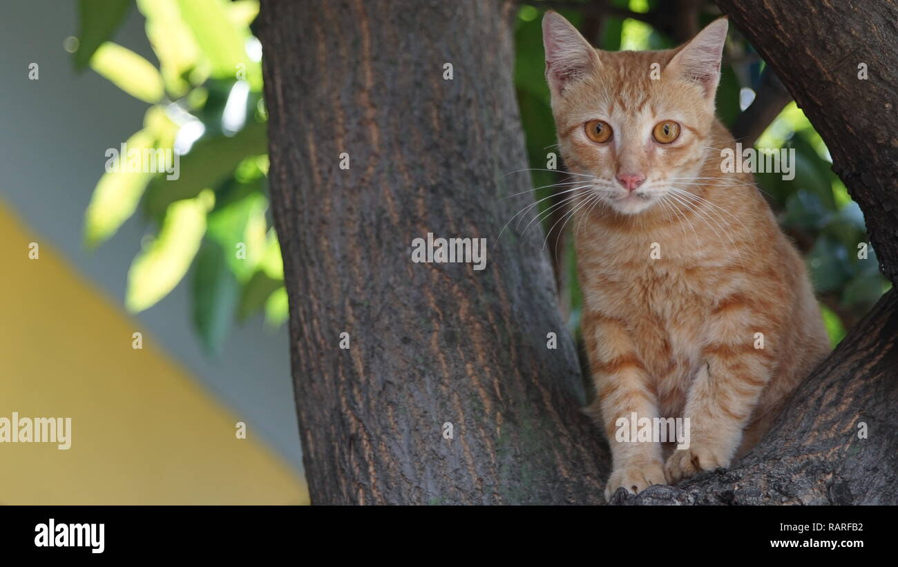 Cute teen cat on a tree Stock Photo - Alamy