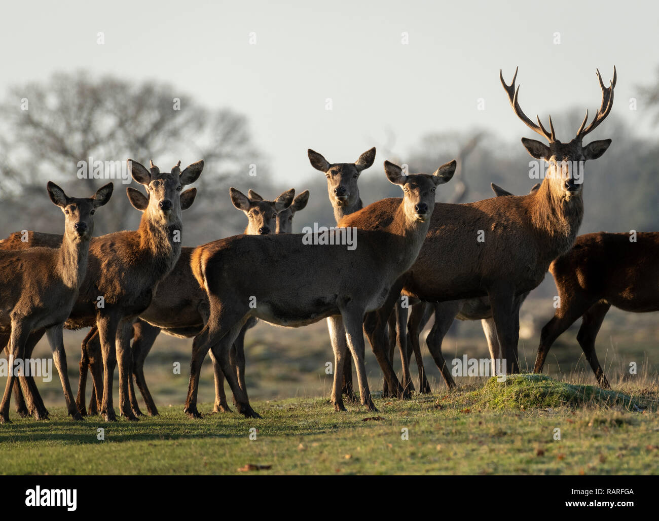 Berkeley deer park hi-res stock photography and images - Alamy