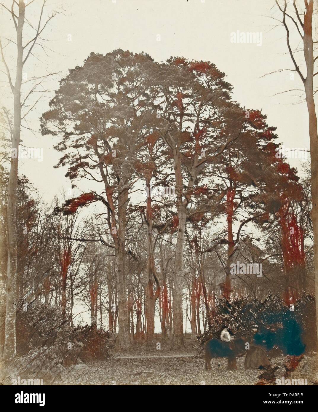 Group conifers near the obelisk at Windsor Estate, possibly William ...