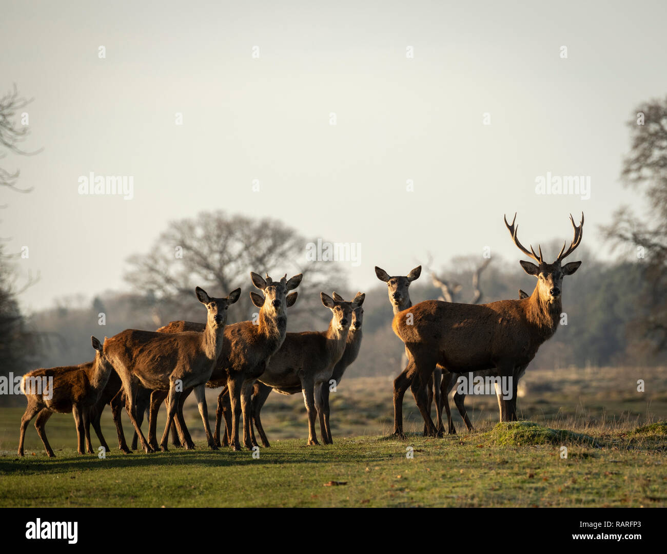 Berkeley Deer Park High Resolution Stock Photography and Images - Alamy