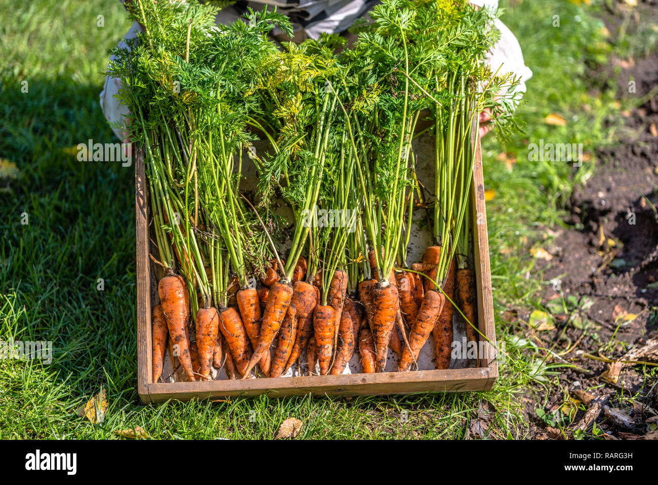Farmer with harvested carrots from the organic vegetable garden, local ...