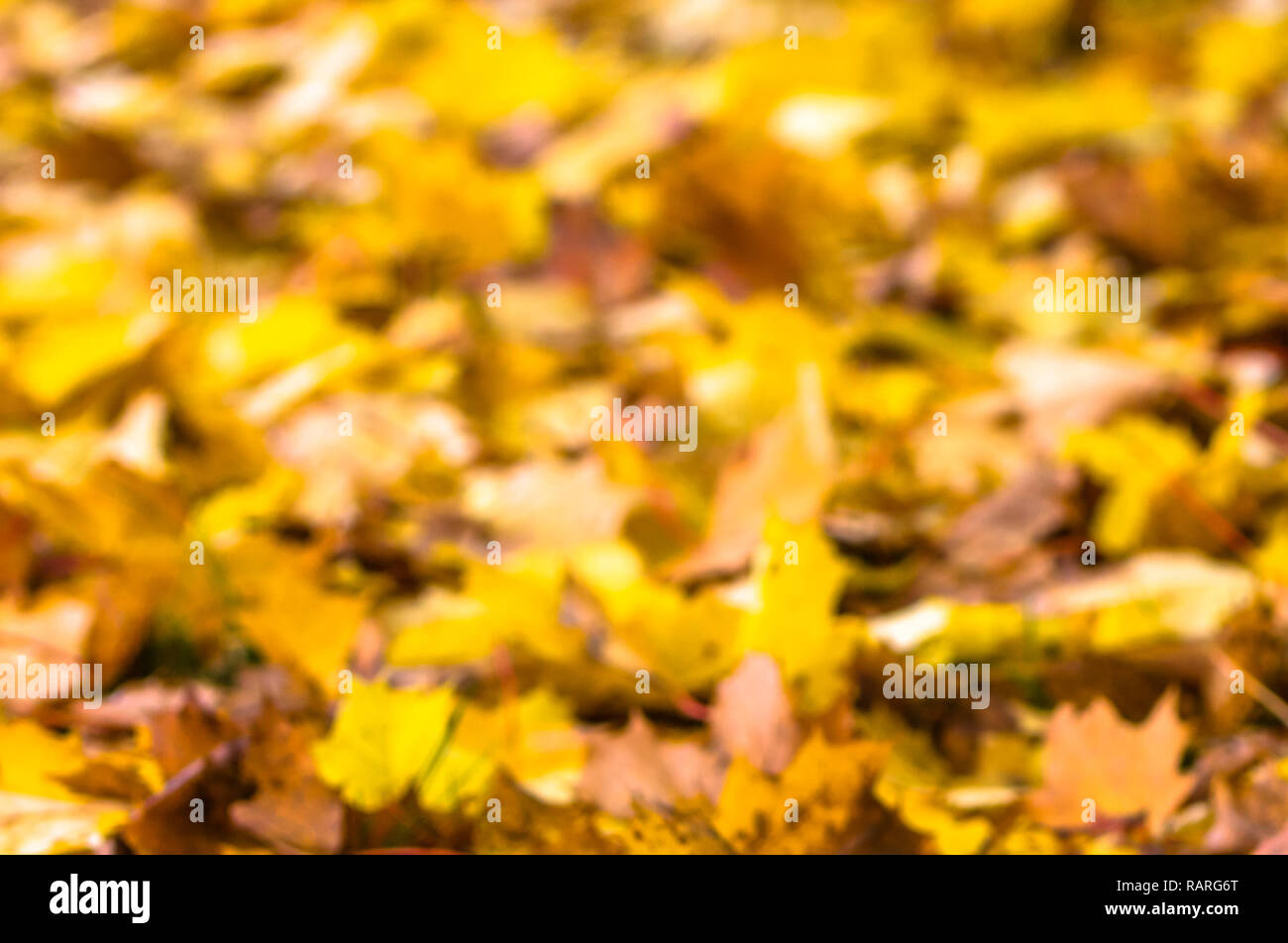 Autumn leaves background, fallen leaves on the ground, outdoor Stock ...
