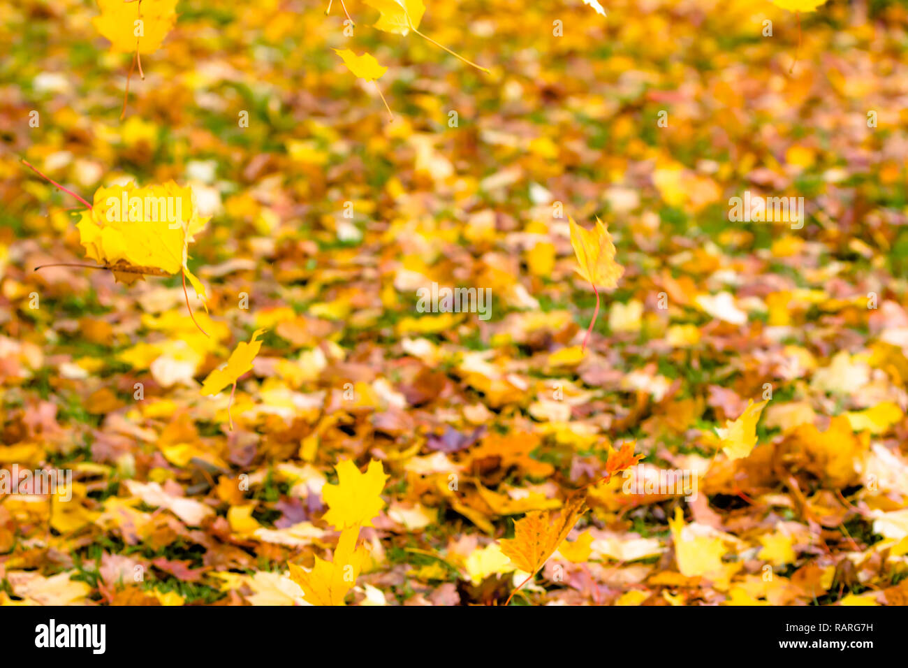 Blurred background of autumn leaves falling in park Stock Photo - Alamy