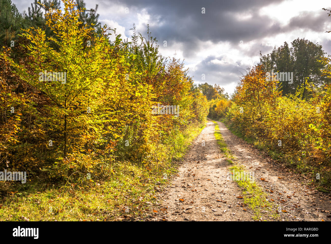 Colors of nature in autumn, landscape with scenic path between colorful ...