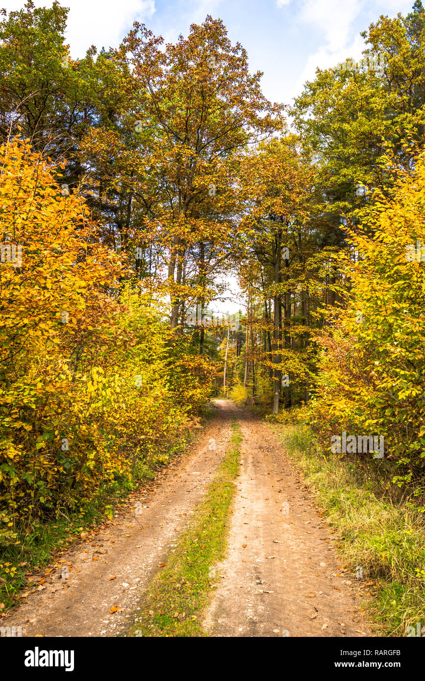 Golden forest in autumn, scenic landscape with path between autumnal ...