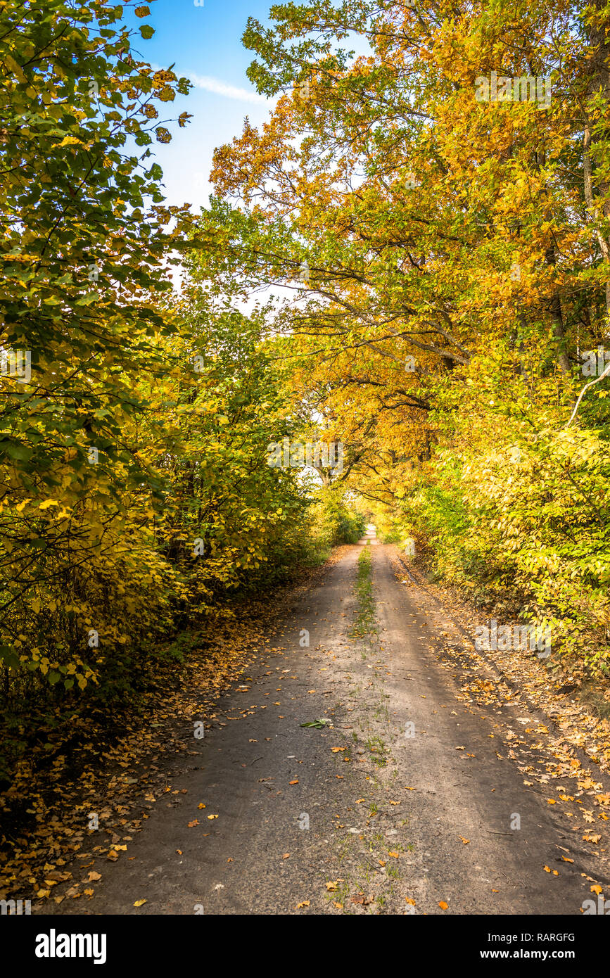 Golden forest in autumn, scenic landscape with path between autumnal ...