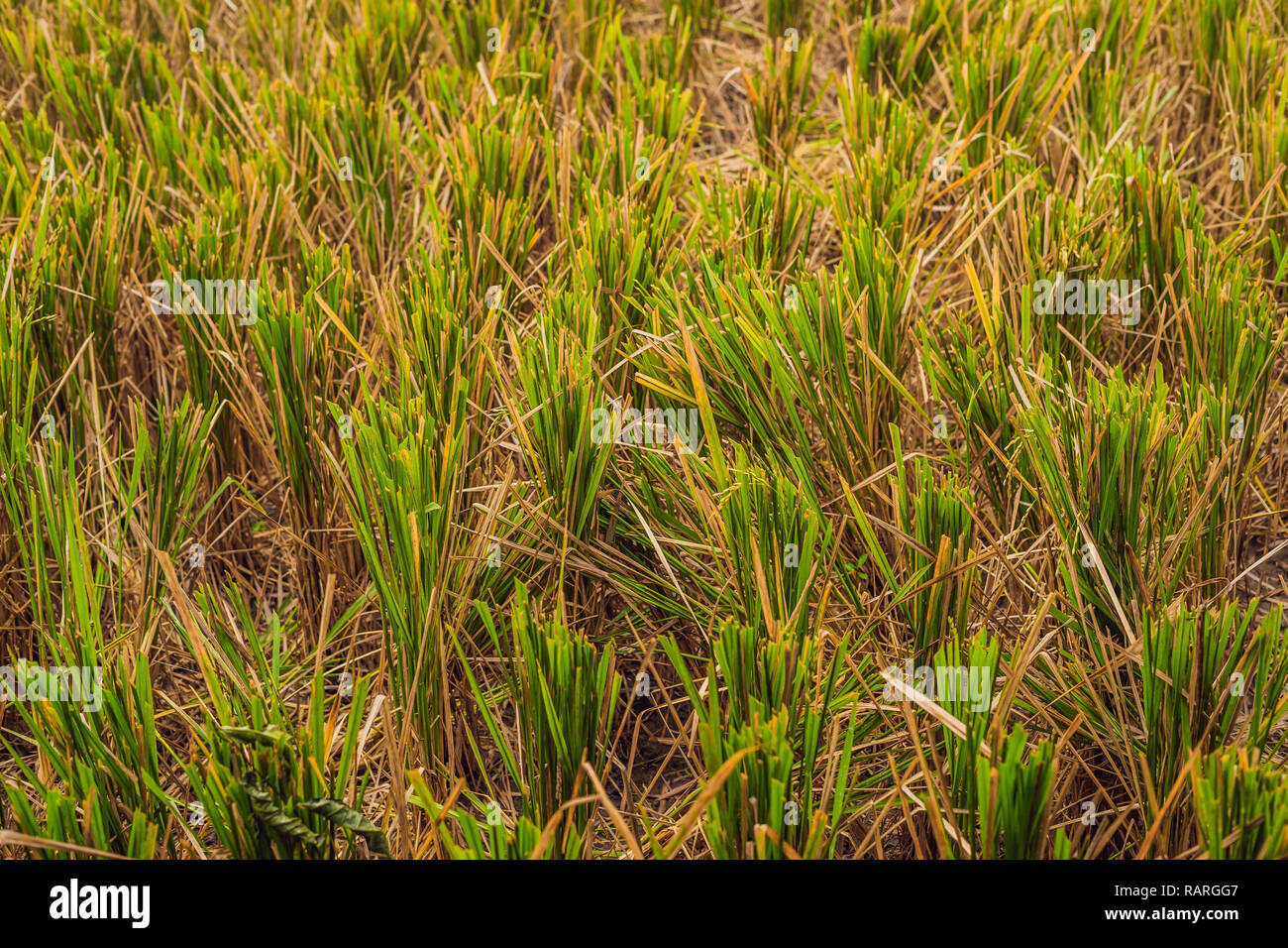 After harvesting rice left in the field, it is called rice stubble ...