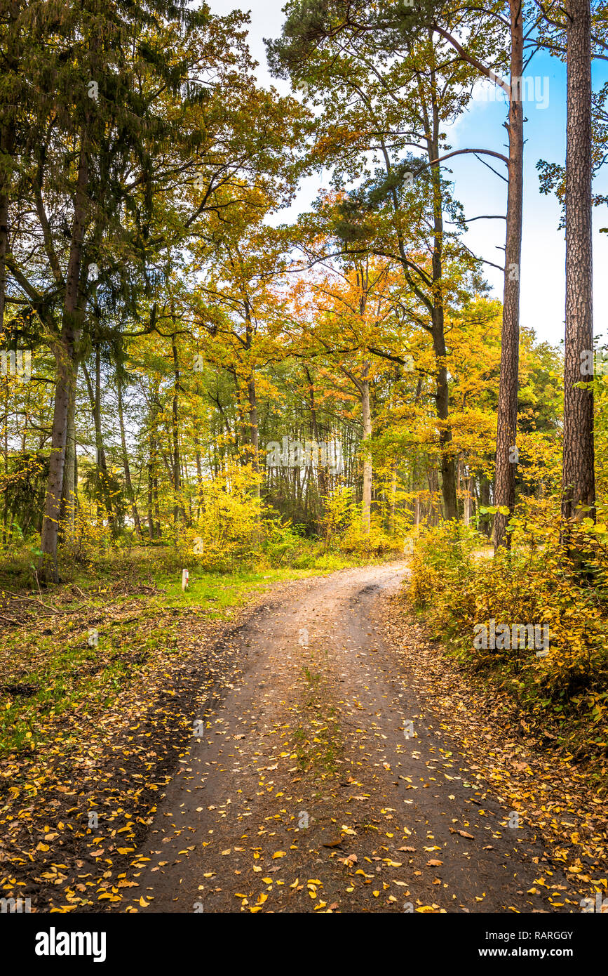 Rural road through forest in autumn, scenic landscape of trees with ...