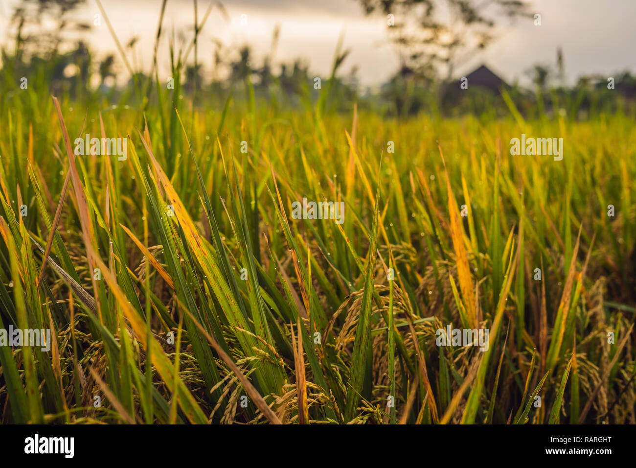 Beautiful dew drop on ripe rice leaf in the morning Stock Photo - Alamy