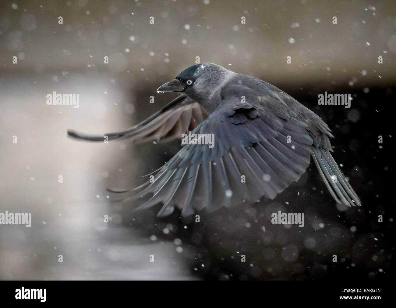 Heavy flying bird hi-res stock photography and images - Alamy