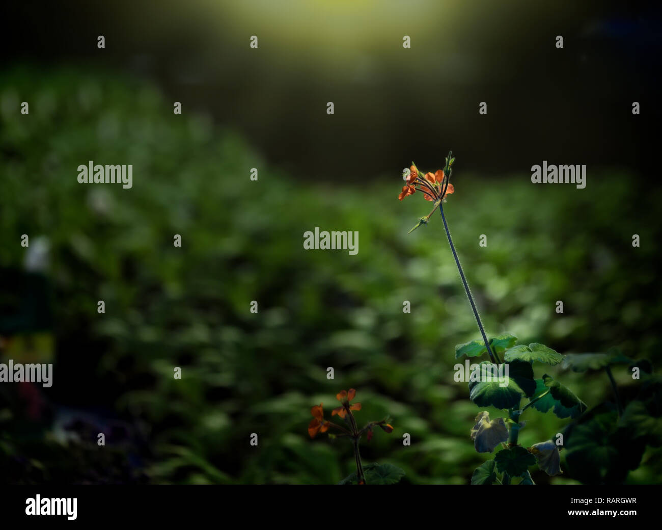 Small tiny flower hi-res stock photography and images - Alamy